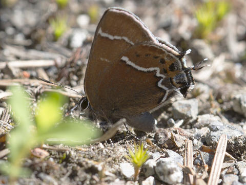 Thicket Hairstreak Callophrys spinetorum (Hewitson, 1867) | Butterflies ...