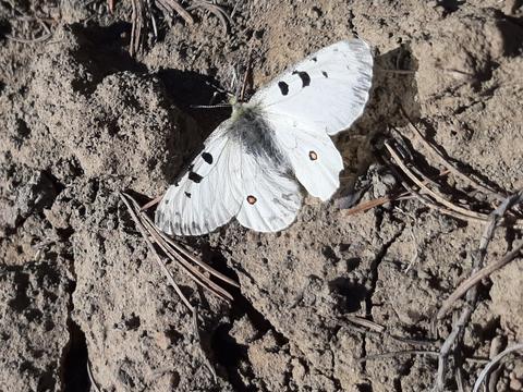 Rocky Mountain Parnassian Parnassius smintheus Doubleday, [1847 ...