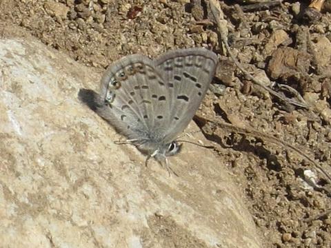 Shasta Blue Plebejus shasta (W.H. Edwards, 1862) | Butterflies and ...