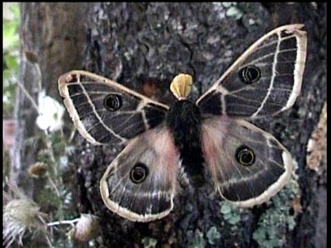 Rocky Mountain agapema Agapema homogena Dyar, 1908 | Butterflies and ...