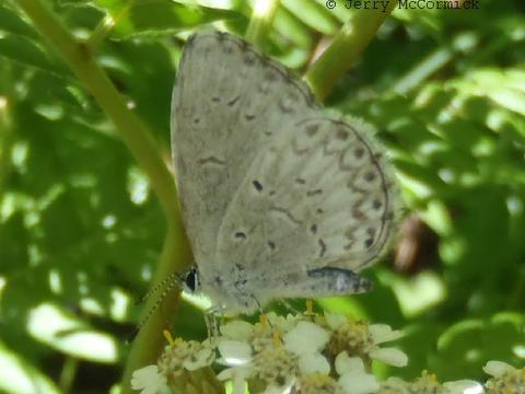 Spring Azure Celastrina ladon (Cramer, 1780) | Butterflies and Moths of ...