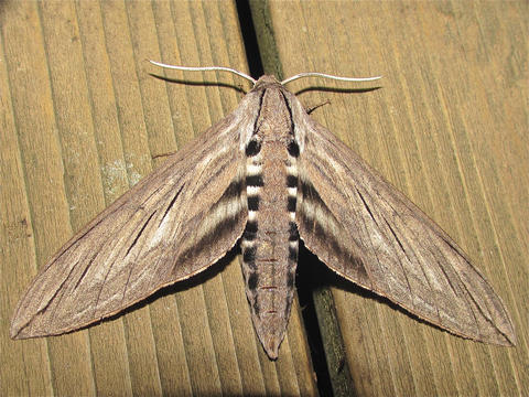 Great ash sphinx Sphinx chersis (Hübner, 1823) | Butterflies and Moths ...
