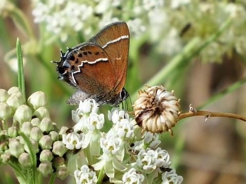 Thicket Hairstreak Callophrys spinetorum (Hewitson, 1867) | Butterflies ...