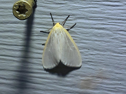 Delicate Cycnia or Dogbane Tiger Moth Cycnia tenera Hübner, 1818 ...
