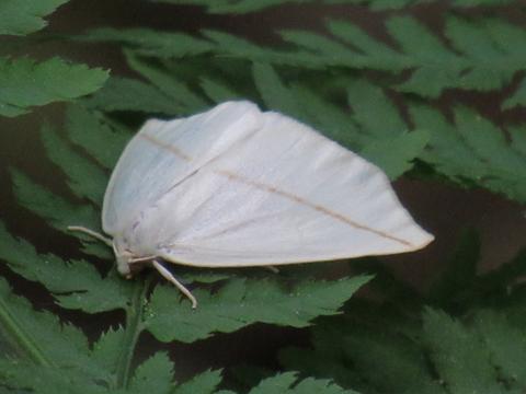 White Slant-line Tetracis cachexiata Guenée, 1857 | Butterflies and ...