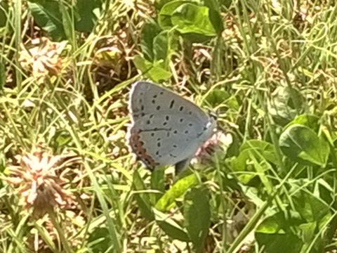 Gray Copper Lycaena dione (Scudder, 1868) | Butterflies and Moths of ...