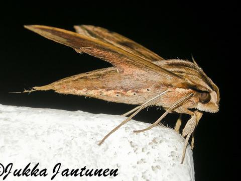 Family Sphingidae (Sphinx Moths, Hawkmoths) | Butterflies and Moths of ...