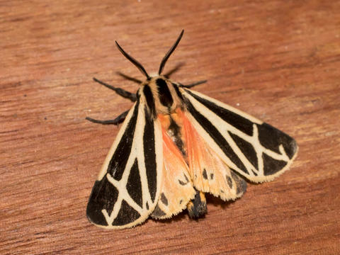 Harnessed Moth Apantesis phalerata (Harris, 1841) | Butterflies and ...