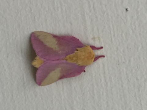 Rosy maple moth Dryocampa rubicunda (Fabricius, 1793) | Butterflies and ...