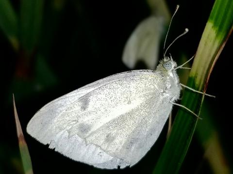 Cabbage White Pieris rapae (Linnaeus, 1758) | Butterflies and Moths of ...