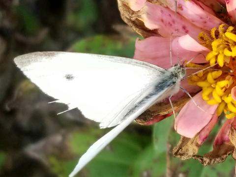 Cabbage White Pieris rapae (Linnaeus, 1758) | Butterflies and Moths of ...