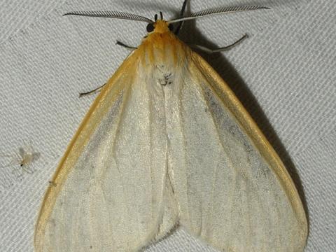 Delicate Cycnia or Dogbane Tiger Moth Cycnia tenera Hübner, 1818 ...