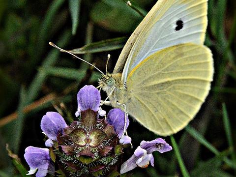 Cabbage White Pieris rapae (Linnaeus, 1758) | Butterflies and Moths of ...