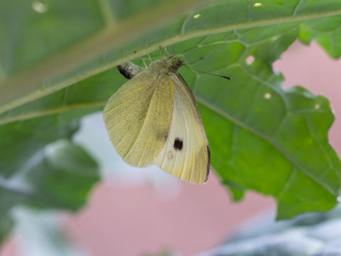 Cabbage White Pieris rapae (Linnaeus, 1758) | Butterflies and Moths of ...