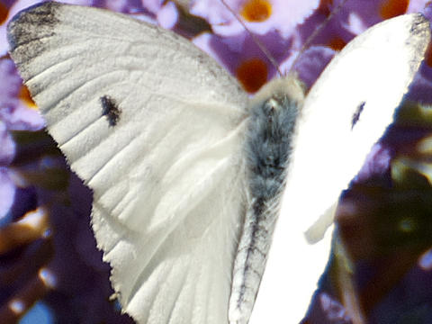 Cabbage White Pieris rapae (Linnaeus, 1758) | Butterflies and Moths of ...