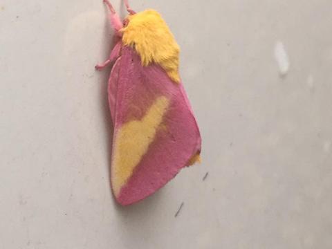 Rosy maple moth Dryocampa rubicunda (Fabricius, 1793) | Butterflies and ...