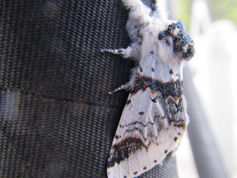 Zigzag Furcula Moth Furcula scolopendrina (Boisduval, 1869 ...