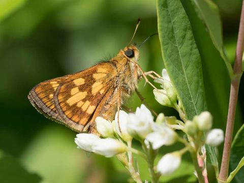 Peck's Skipper Polites peckius (W. Kirby, 1837) | Butterflies and Moths ...