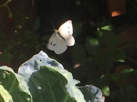 Cabbage White Pieris rapae (Linnaeus, 1758) | Butterflies and Moths of ...