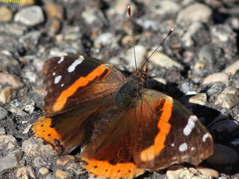 Red Admiral Vanessa atalanta (Linnaeus, 1758) | Butterflies and Moths ...
