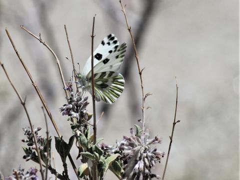Becker's White Pontia beckerii (W.H. Edwards, 1871) | Butterflies and ...