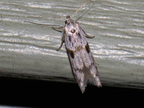 Acorn Moth Blastobasis glandulella (Riley, 1871) | Butterflies and ...