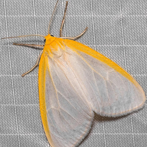 Delicate Cycnia or Dogbane Tiger Moth Cycnia tenera Hübner, 1818 ...