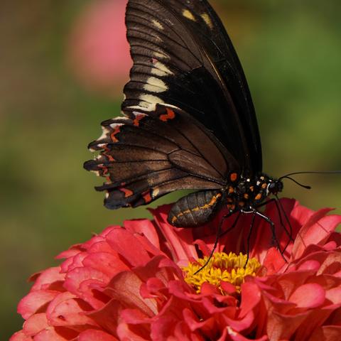 Polydamas Swallowtail Battus polydamas (Linnaeus, 1758) | Butterflies ...