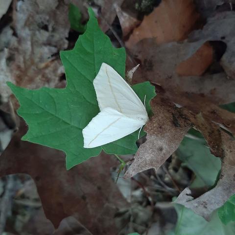 White Slant-line Tetracis cachexiata Guenée, 1857 | Butterflies and ...