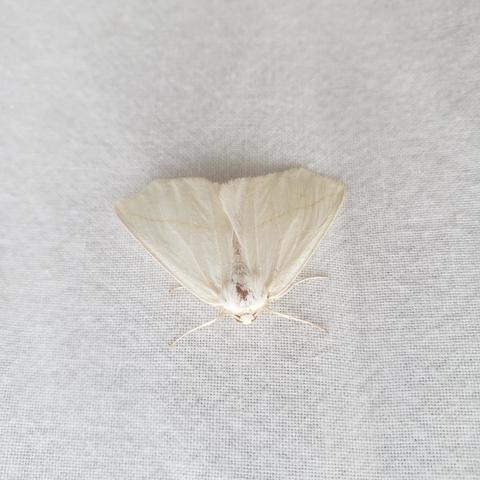 White Slant-line Tetracis cachexiata Guenée, 1857 | Butterflies and ...