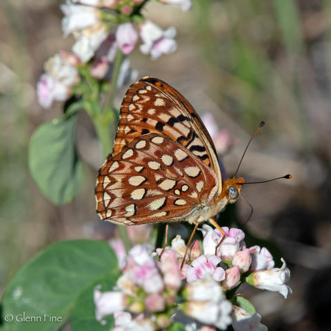 Northwestern Fritillary Speyeria hesperis (W.H. Edwards, 1864 ...