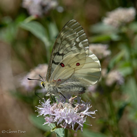 Clodius Parnassian Parnassius clodius Ménétriés, 1857 | Butterflies and ...