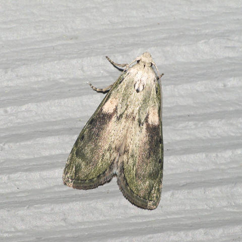 Bee Moth Aphomia sociella (Linnaeus, 1758) | Butterflies and Moths of ...