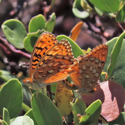 Coronis Fritillary Speyeria coronis (Behr, 1864) | Butterflies and ...