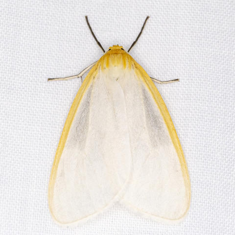 Delicate Cycnia or Dogbane Tiger Moth Cycnia tenera Hübner, 1818 ...