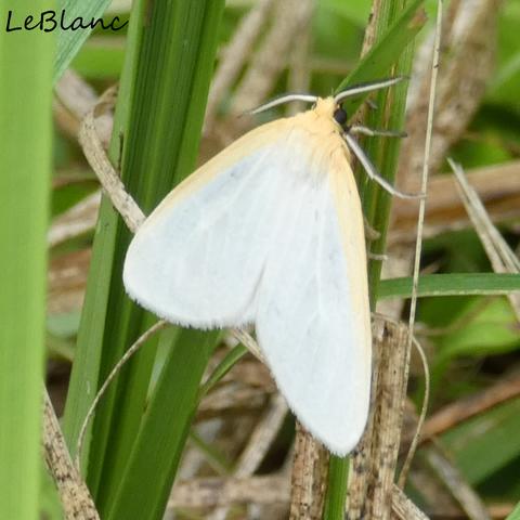 Delicate Cycnia or Dogbane Tiger Moth Cycnia tenera Hübner, 1818 ...