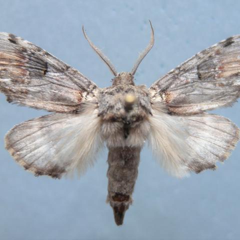 Unicorn Caterpillar Moth Schizura unicornis (J.E. Smith, 1797 ...