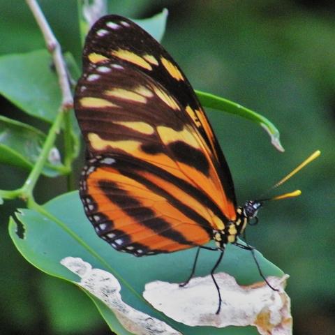 Image Gallery | Butterflies and Moths of North America