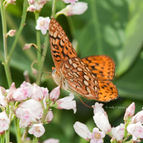 Hydaspe Fritillary Speyeria hydaspe (Boisduval, 1869) | Butterflies and ...