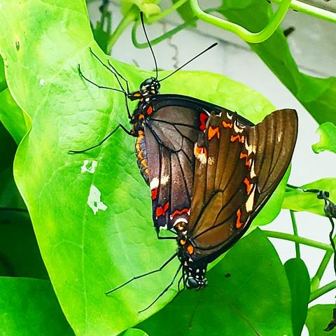 Polydamas Swallowtail Battus polydamas (Linnaeus, 1758) | Butterflies ...