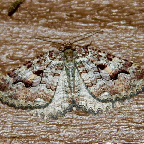 Tissue Moth Triphosa haesitata (Guenee, 1857) | Butterflies and Moths ...