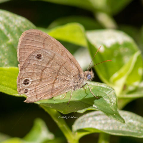 Intricate Satyr Hermeuptychia intricata | Butterflies and Moths of ...
