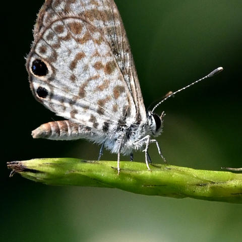 Cassius Blue Leptotes cassius (Cramer, 1775) | Butterflies and Moths of ...
