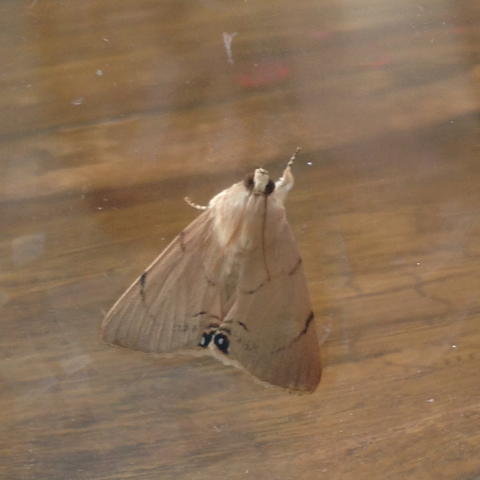 Palm Flower Moth Litoprosopus coachella (Hill, 1921) | Butterflies and ...