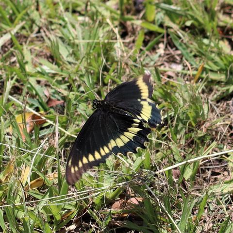 Polydamas Swallowtail Battus polydamas (Linnaeus, 1758) | Butterflies ...