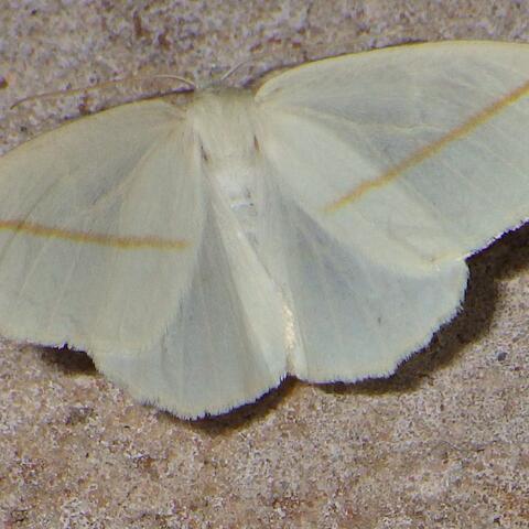 Recently Verified Sightings | Butterflies and Moths of North America