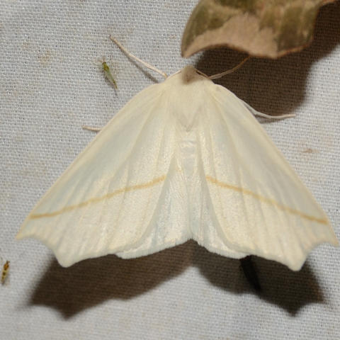 White Slant-line Tetracis cachexiata Guenée, 1857 | Butterflies and ...