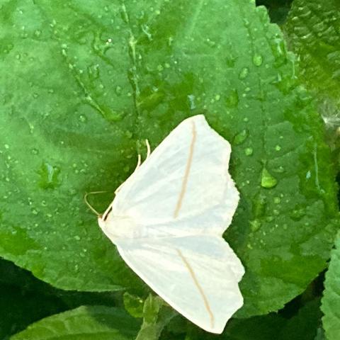 White Slant-line Tetracis cachexiata Guenée, 1857 | Butterflies and ...
