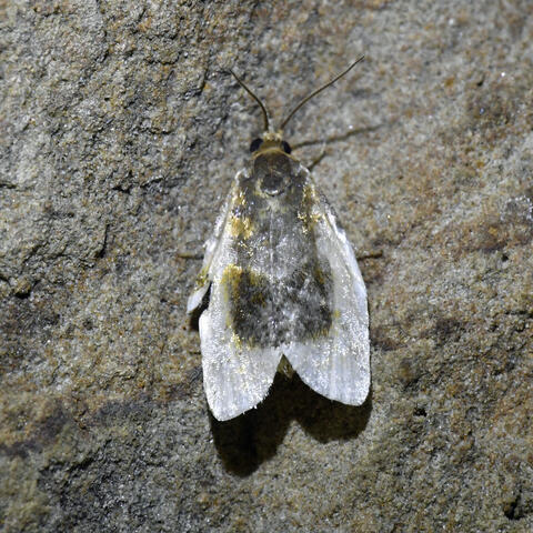 Sighting 1418717 | Butterflies and Moths of North America