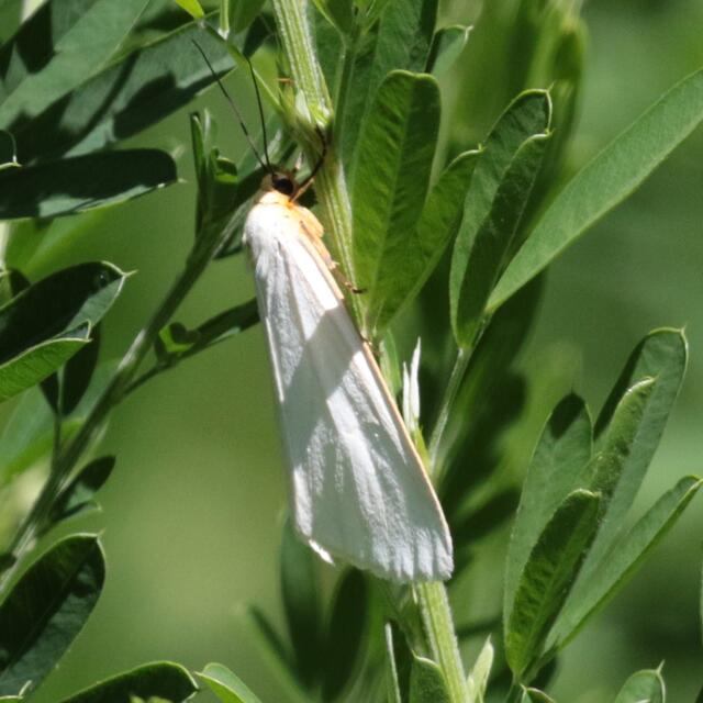 Delicate Cycnia or Dogbane Tiger Moth Cycnia tenera Hübner, 1818 ...
